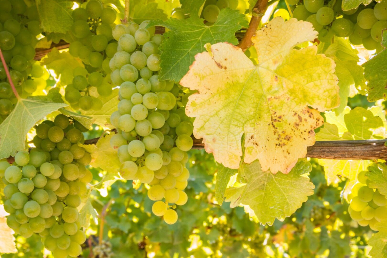 CHARDONNAY - D Gusta Dot